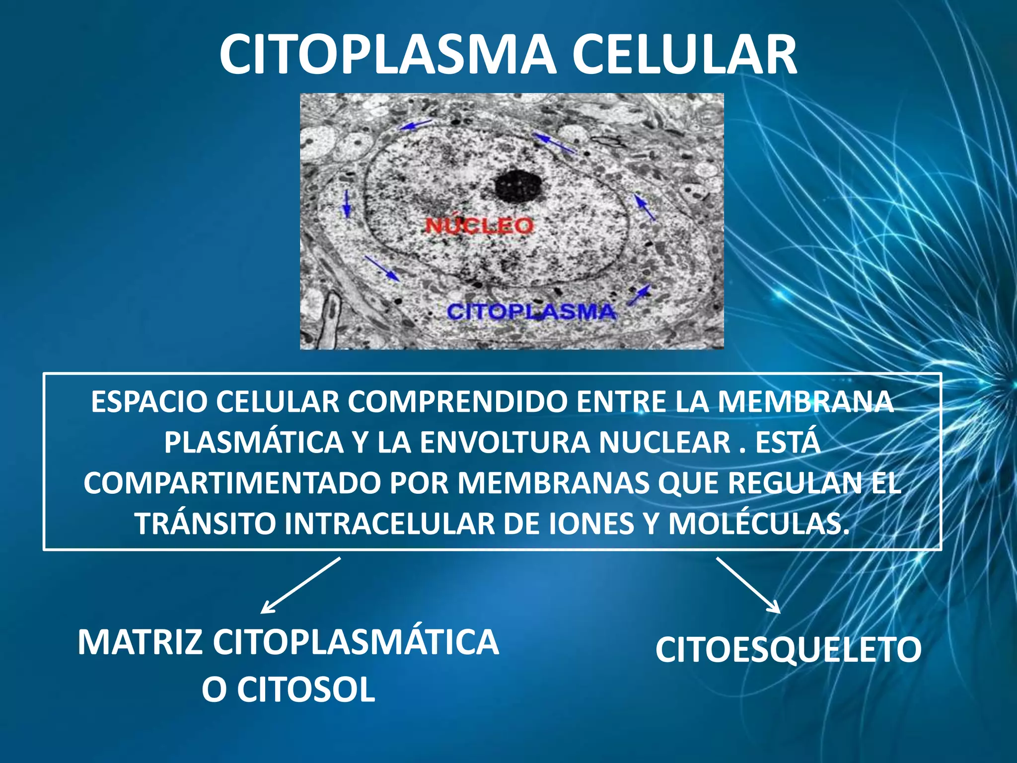 INST JOSE MARTI CITOPLASMA Y ORGANELOS | PPSX