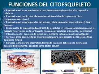 INST JOSE MARTI CITOPLASMA Y ORGANELOS | PPSX
