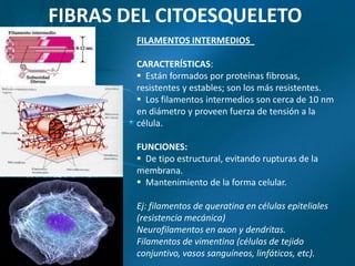 INST JOSE MARTI CITOPLASMA Y ORGANELOS | PPSX