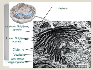 Citoplazma i stanične organele | PPT
