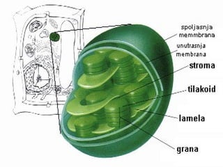 Citoplazma i stanične organele | PPT