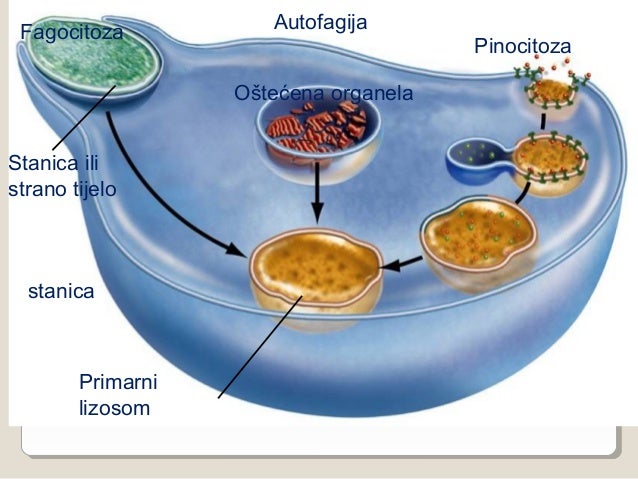 Citoplazma i stanične organele