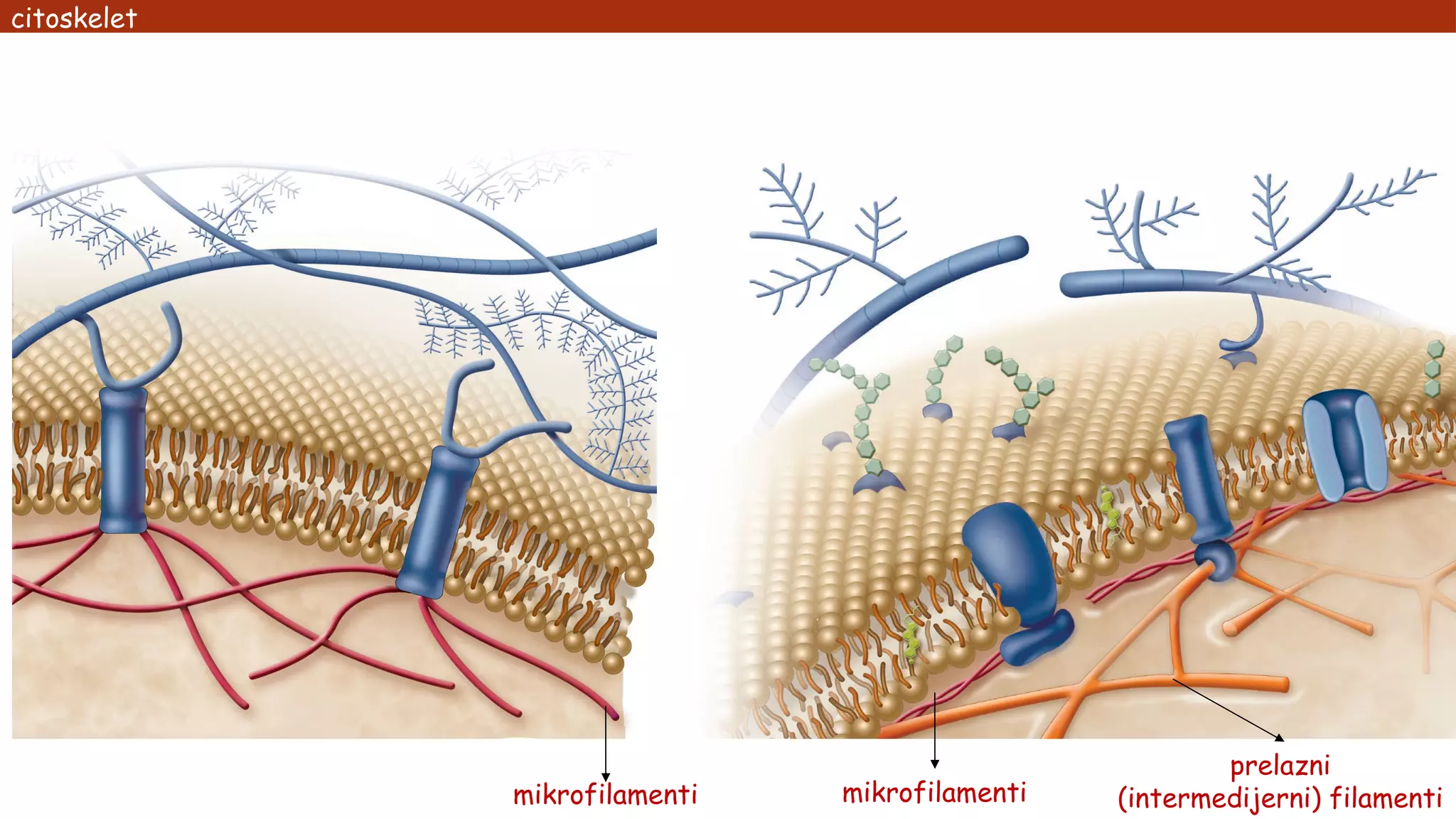 Citoskelet compress | PDF
