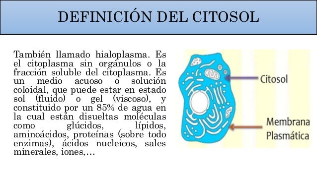 Citosol[1]