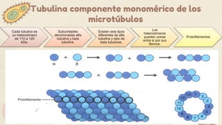 Citosol 4 y Citoesqueleto 5.pptx