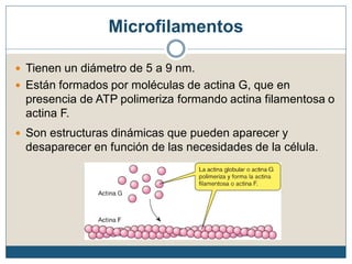 Citosol_y_citoesqueleto en anatomia .pdf
