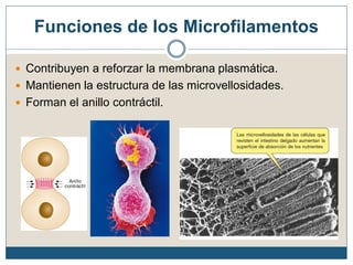 Citosol_y_citoesqueleto en anatomia .pdf
