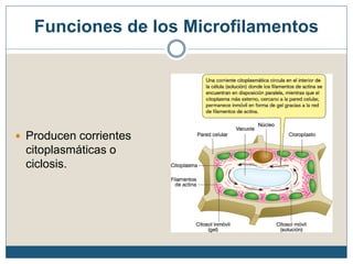 Citosol_y_citoesqueleto en anatomia .pdf