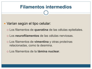 Citosol_y_citoesqueleto en anatomia .pdf