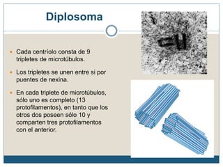 Citosol_y_citoesqueleto en anatomia .pdf