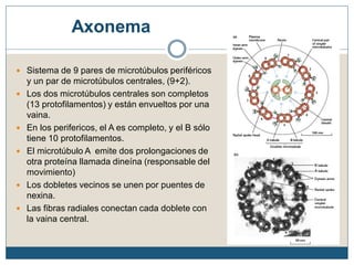 Citosol_y_citoesqueleto en anatomia .pdf