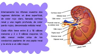 Sistema Urinario. Citología y Patologías. | PDF