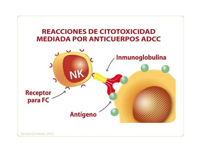 Citotoxicidad Mediada Por Células De Anticuerpos