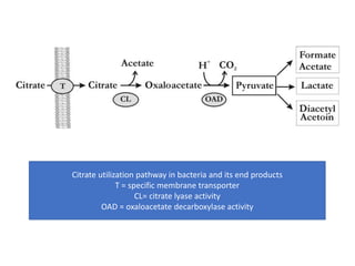 Citrate metabolism | PPTX | Chemistry | Science