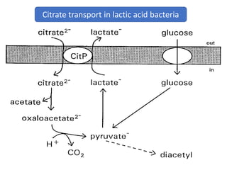 Citrate metabolism | PPTX | Chemistry | Science