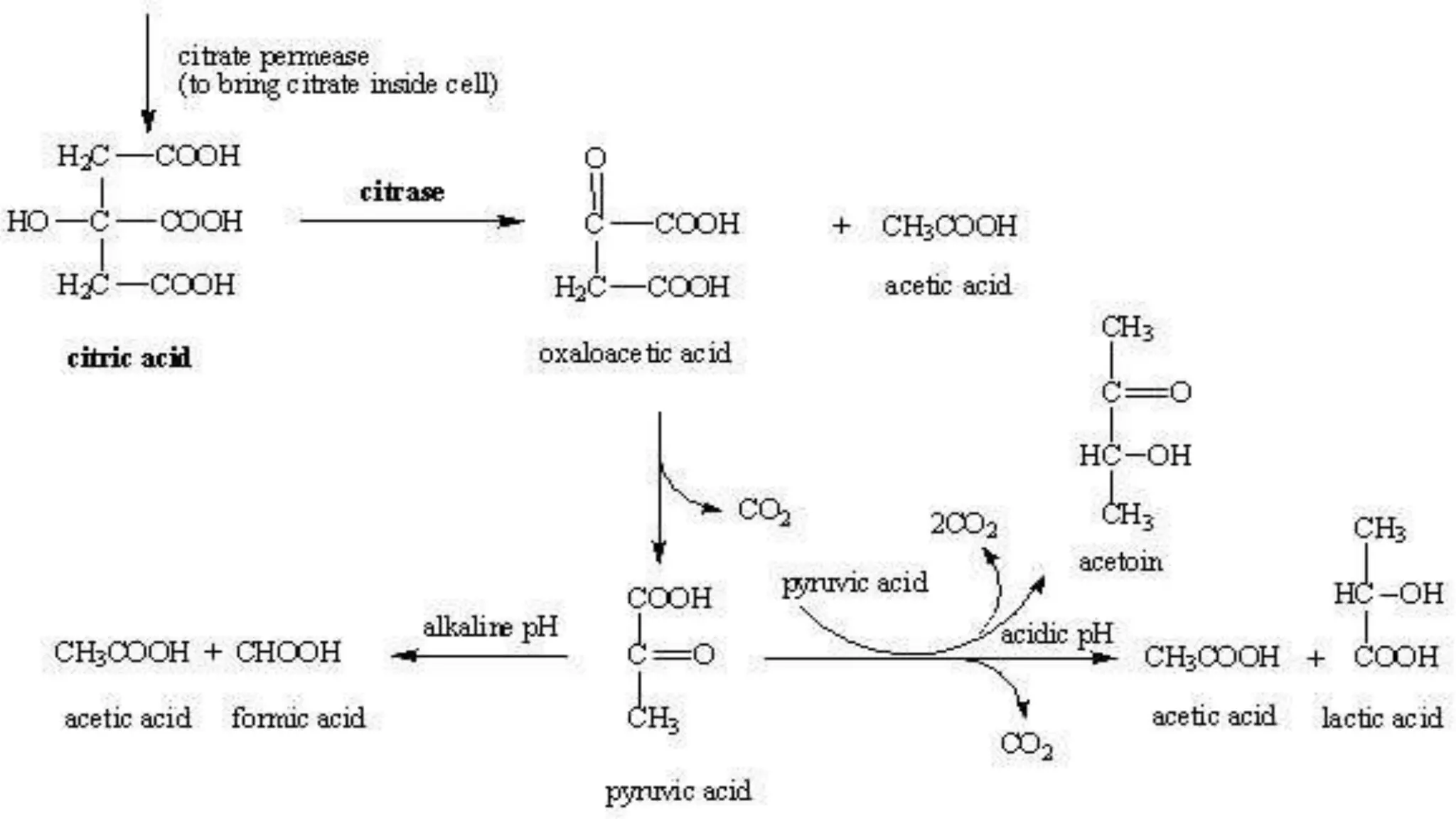 CITRATE UTILIZATION TEST.pptx