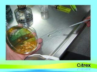 Citrexindisinfectionofshrimpseng | PPT