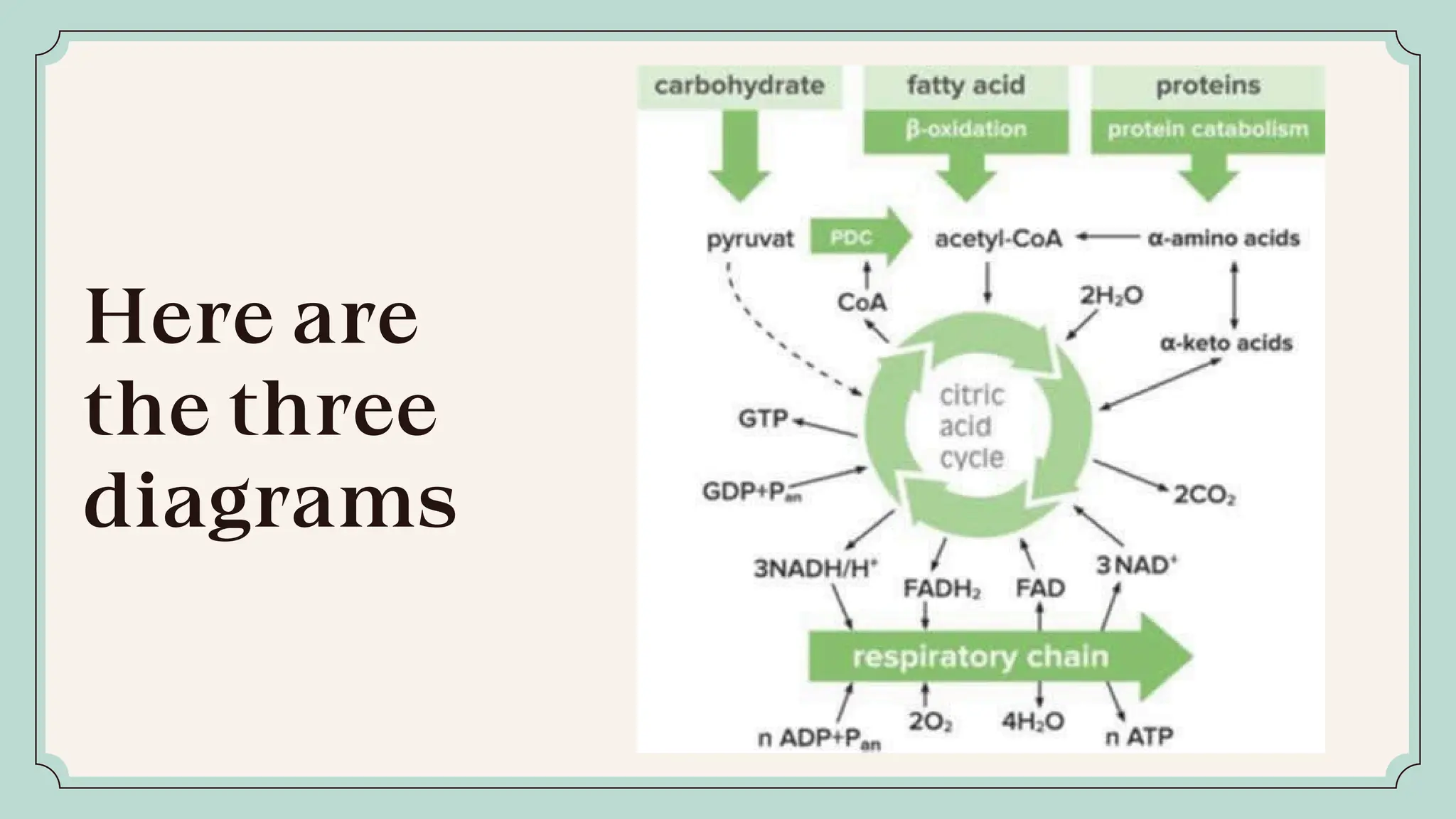 Citric acid Cycle, meaning, importance.. | PPT