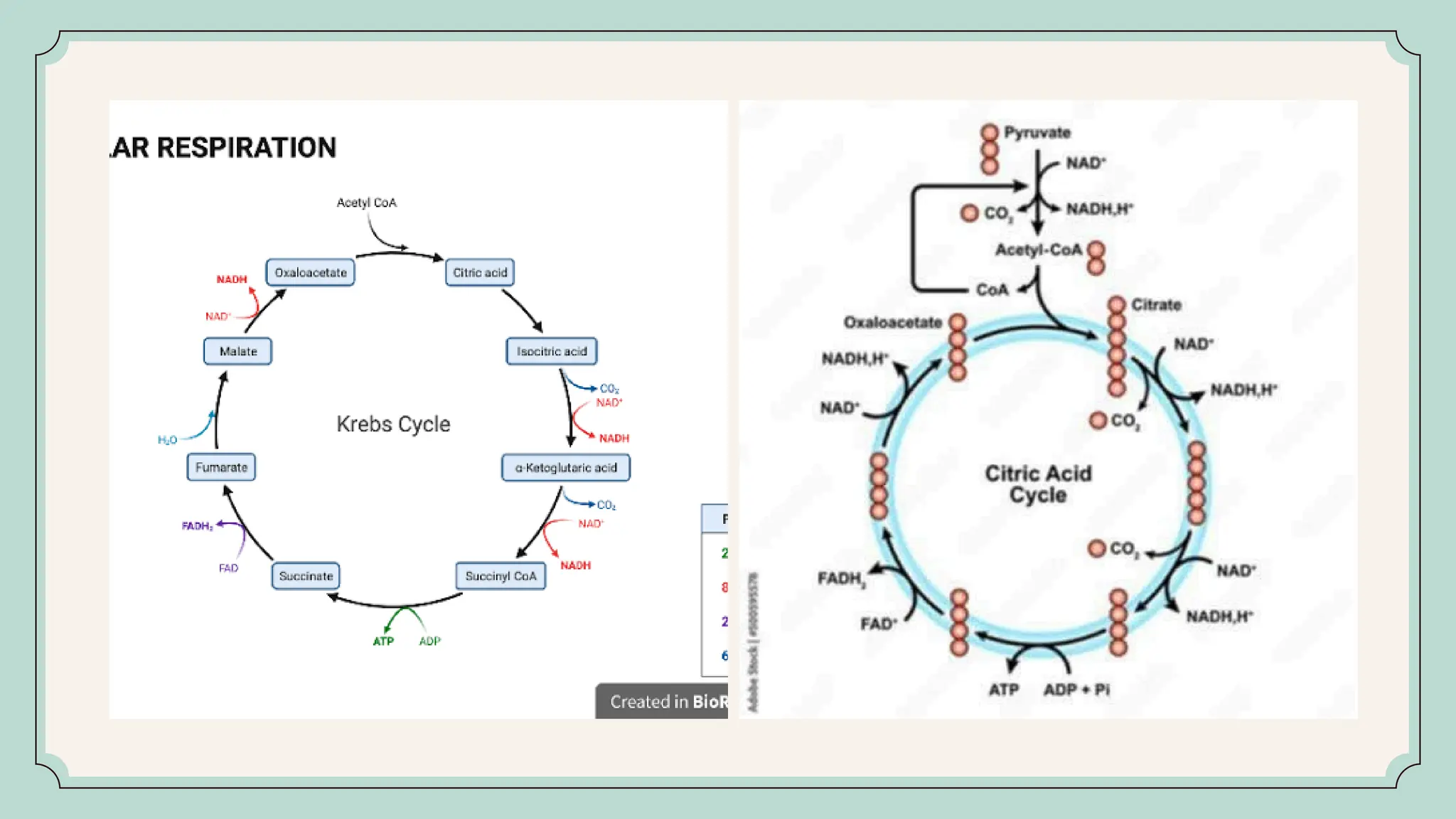 Citric acid Cycle, meaning, importance.. | PPT