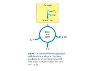 Citric acid cycle extensive and for more understanding | PPTX