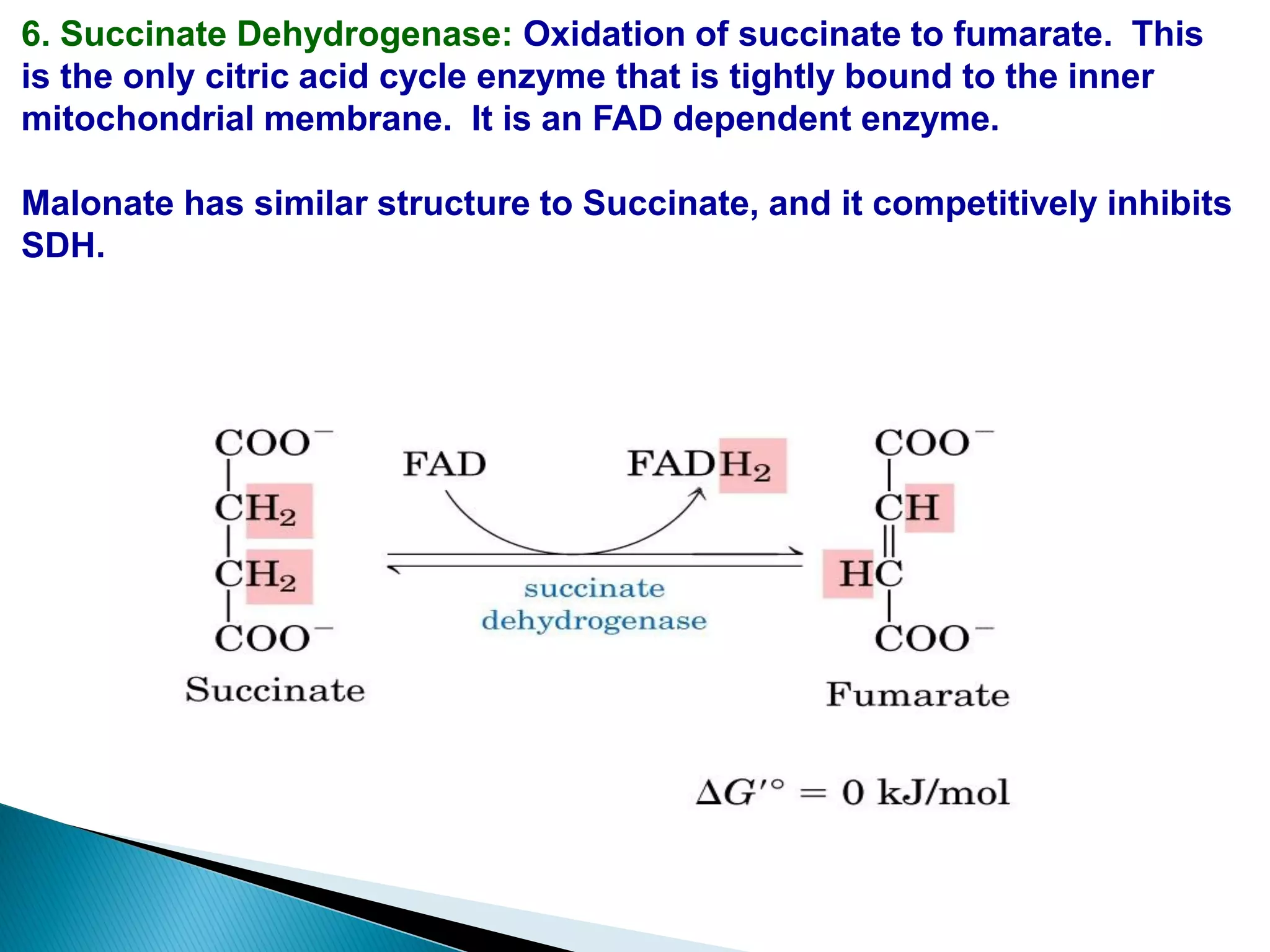Citric acid cycle | PDF