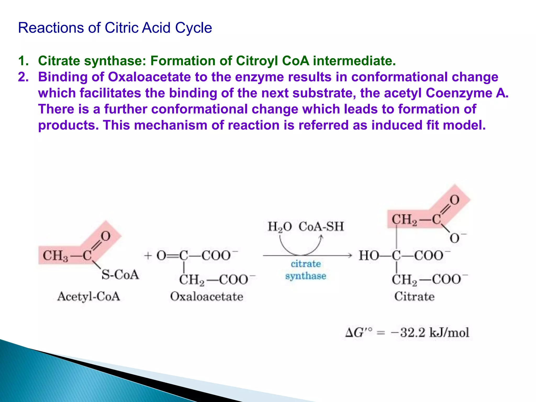 Citric acid cycle | PDF