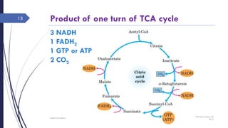 Citric acid cycle | PDF