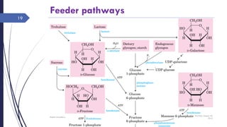 Citric acid cycle | PDF