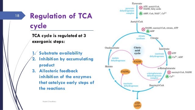 Citric acid cycle