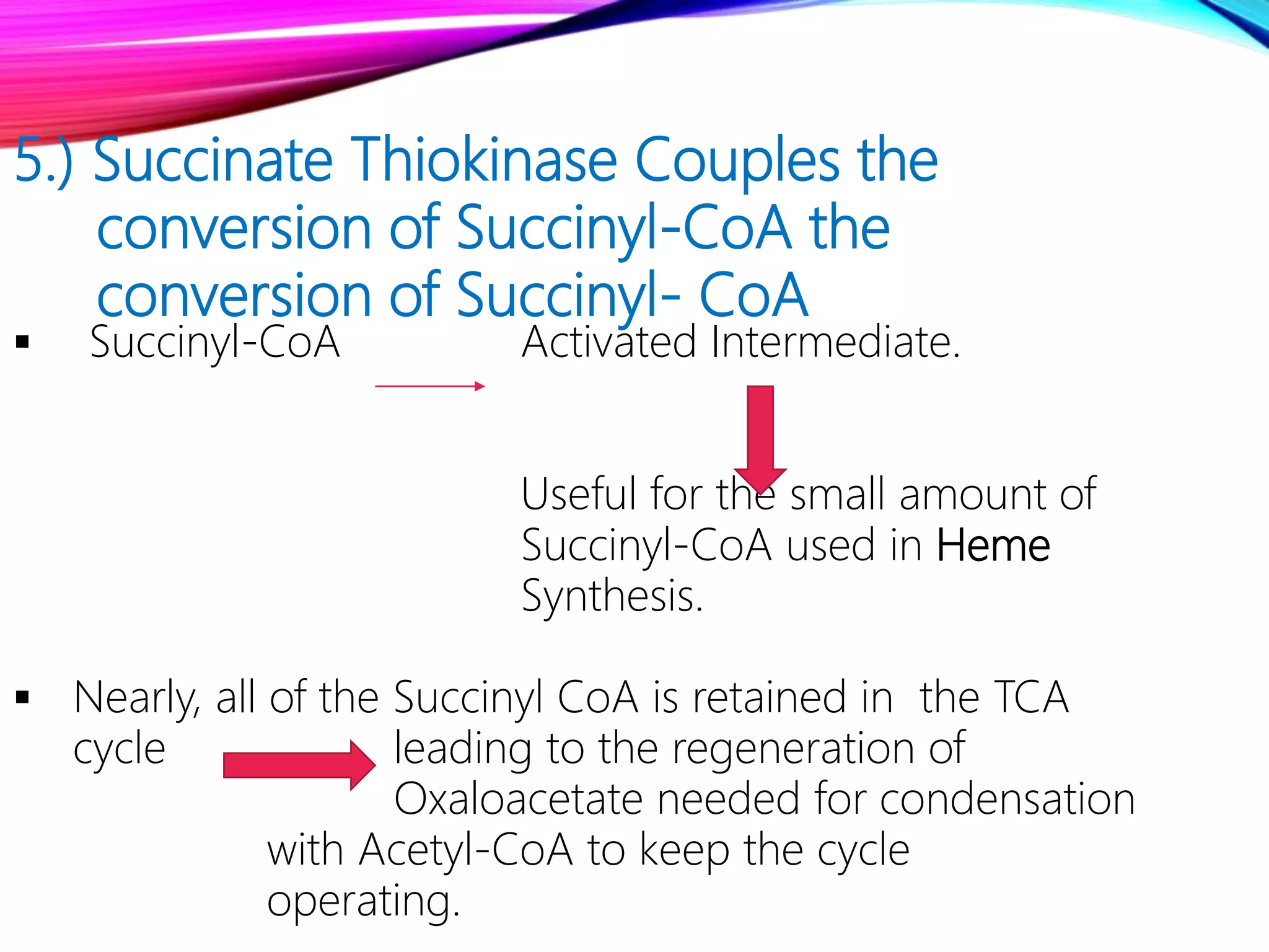 Citric acid cycle | PPTX