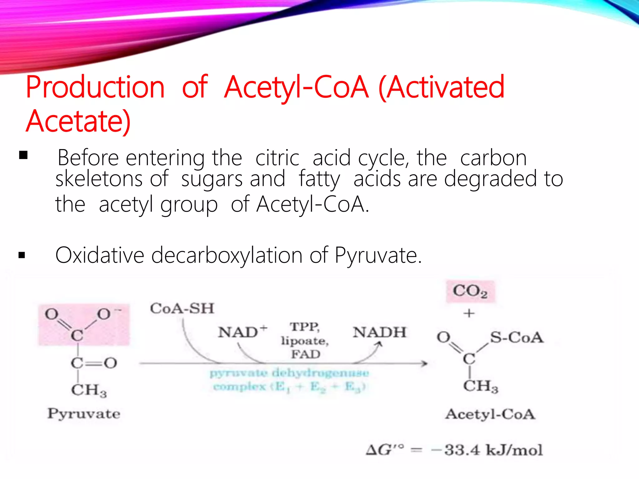 Citric acid cycle | PPTX