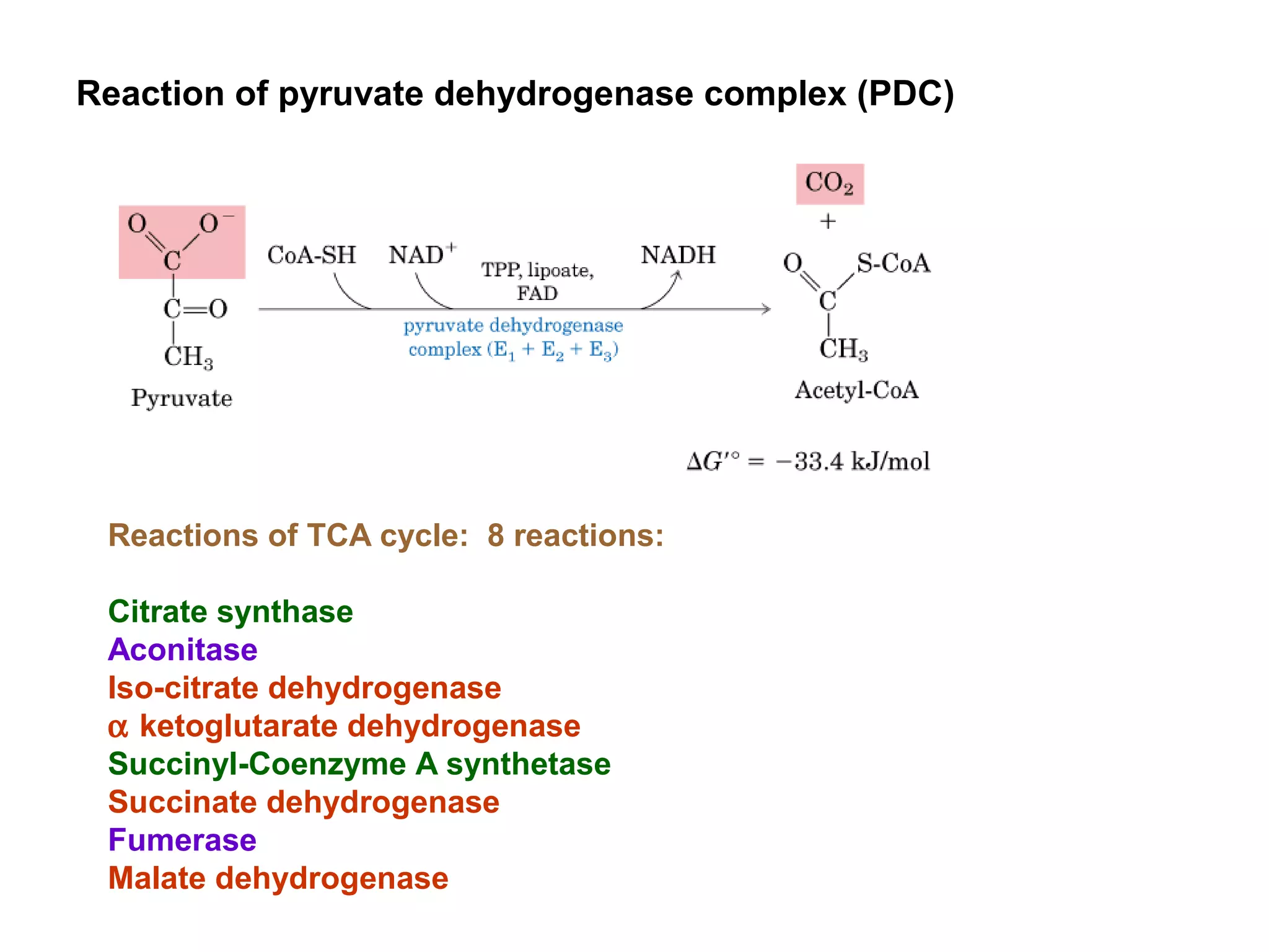 Citric acid cycle | PPT