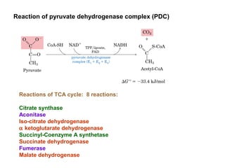 Citric acid cycle | PPT