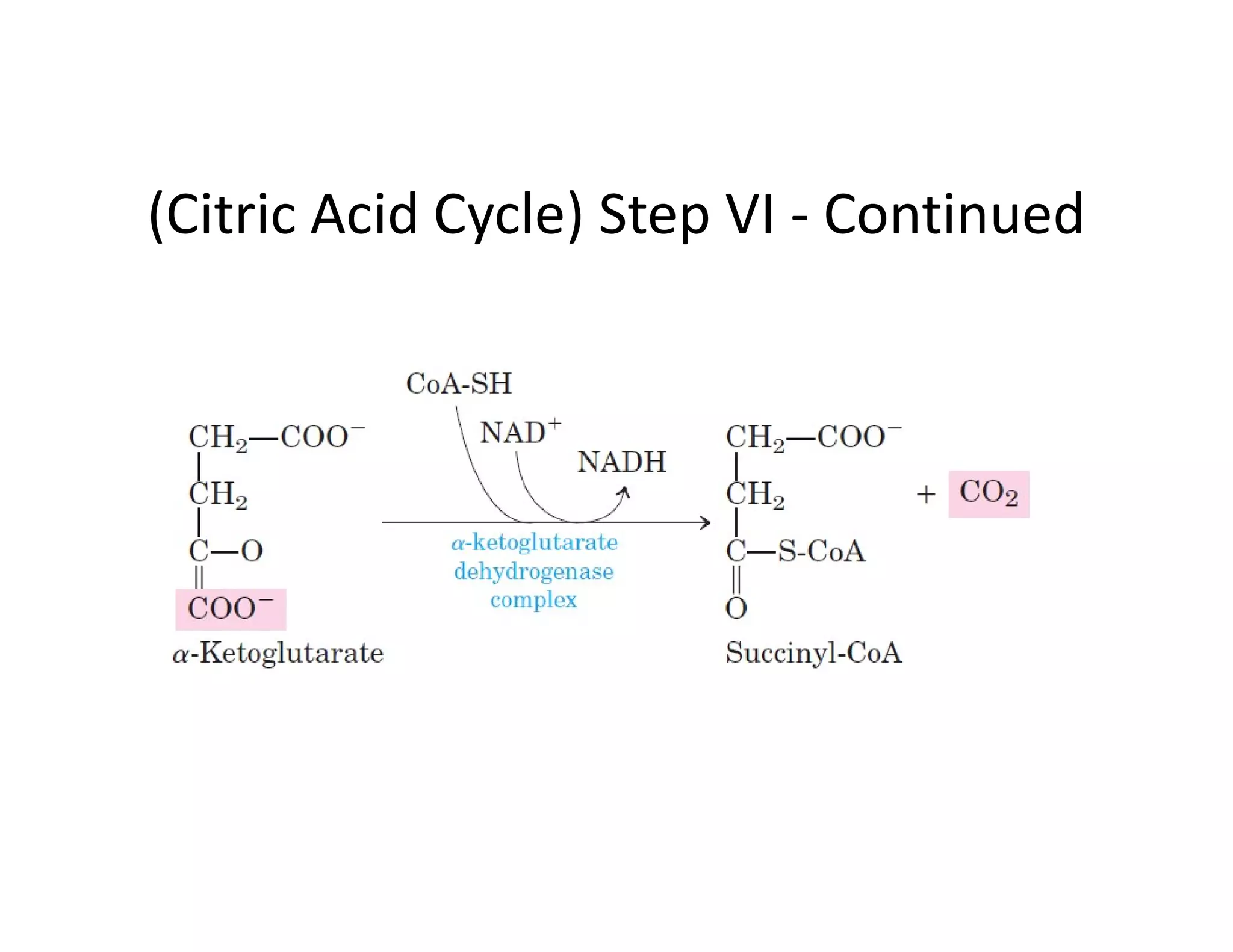 Citric Acid Cycle | Krebs Cycle | TCA cycle | PPT