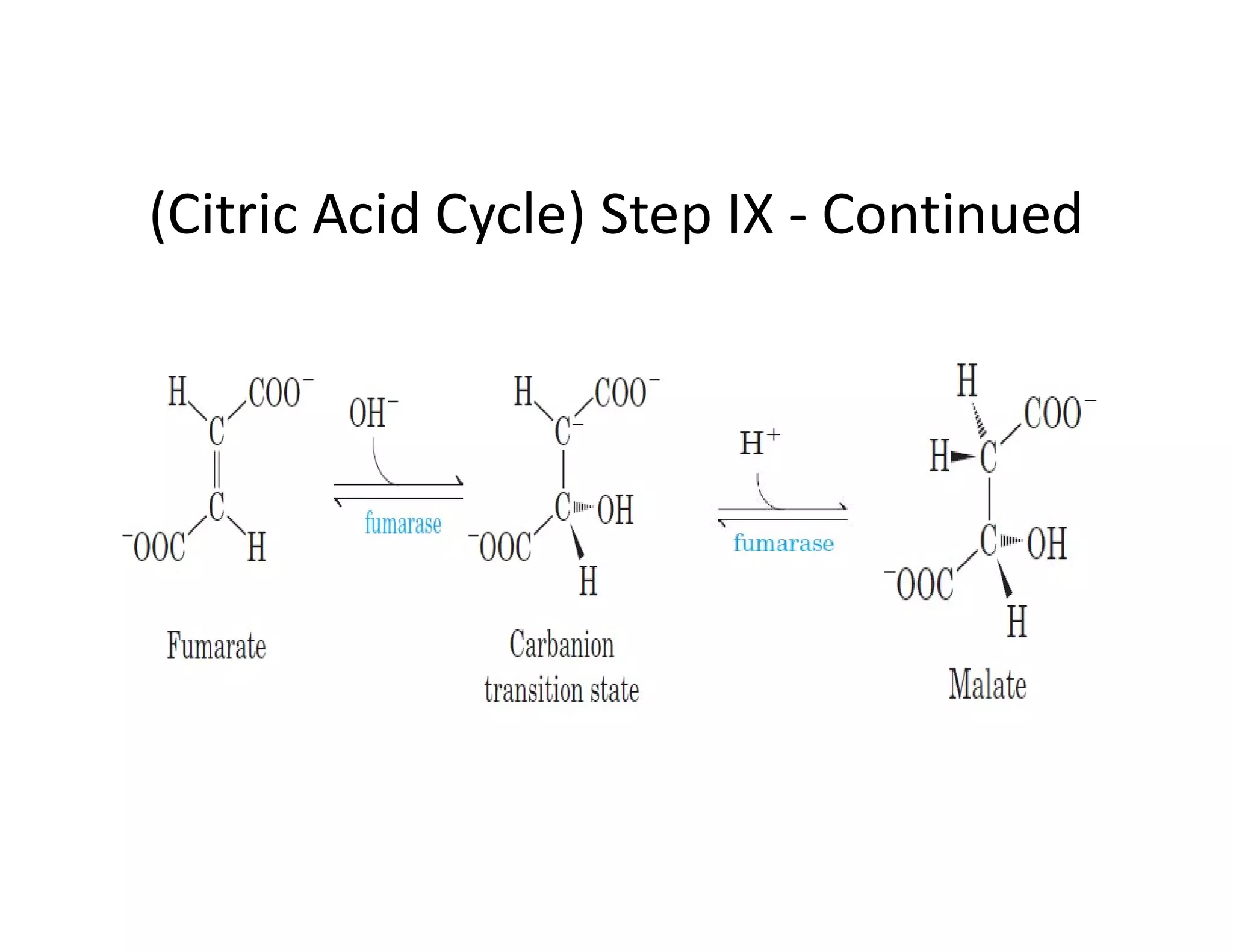 Citric Acid Cycle | Krebs Cycle | TCA cycle | PPT