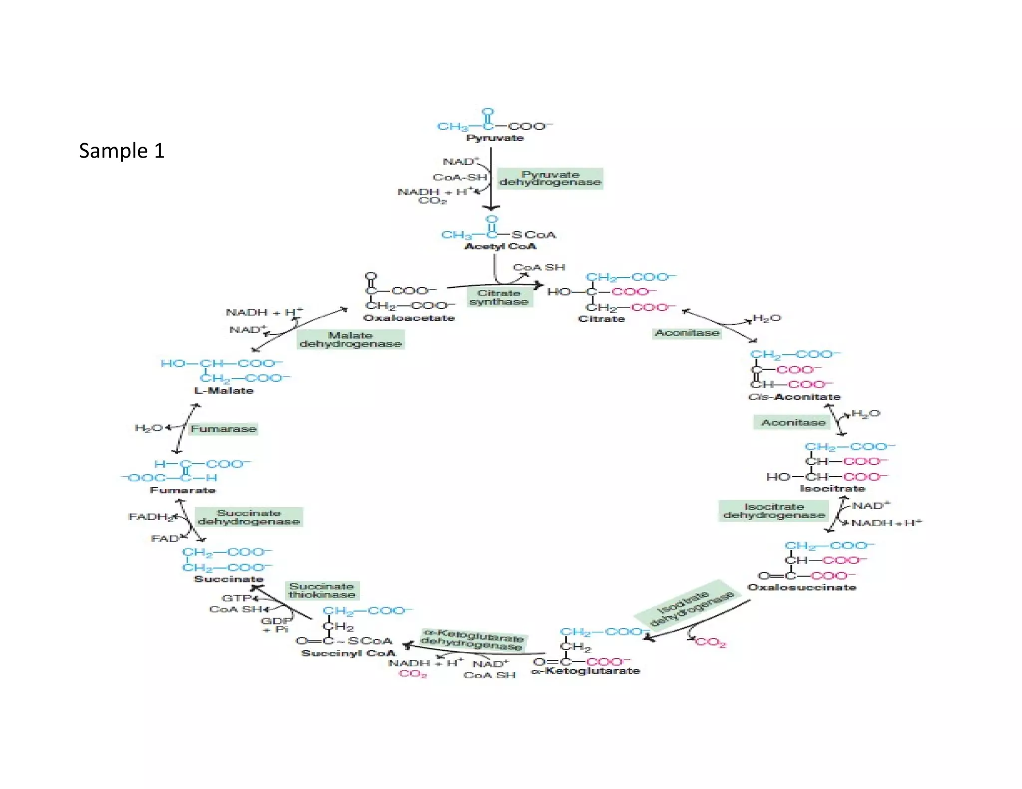 Citric Acid Cycle | Krebs Cycle | TCA cycle | PPT