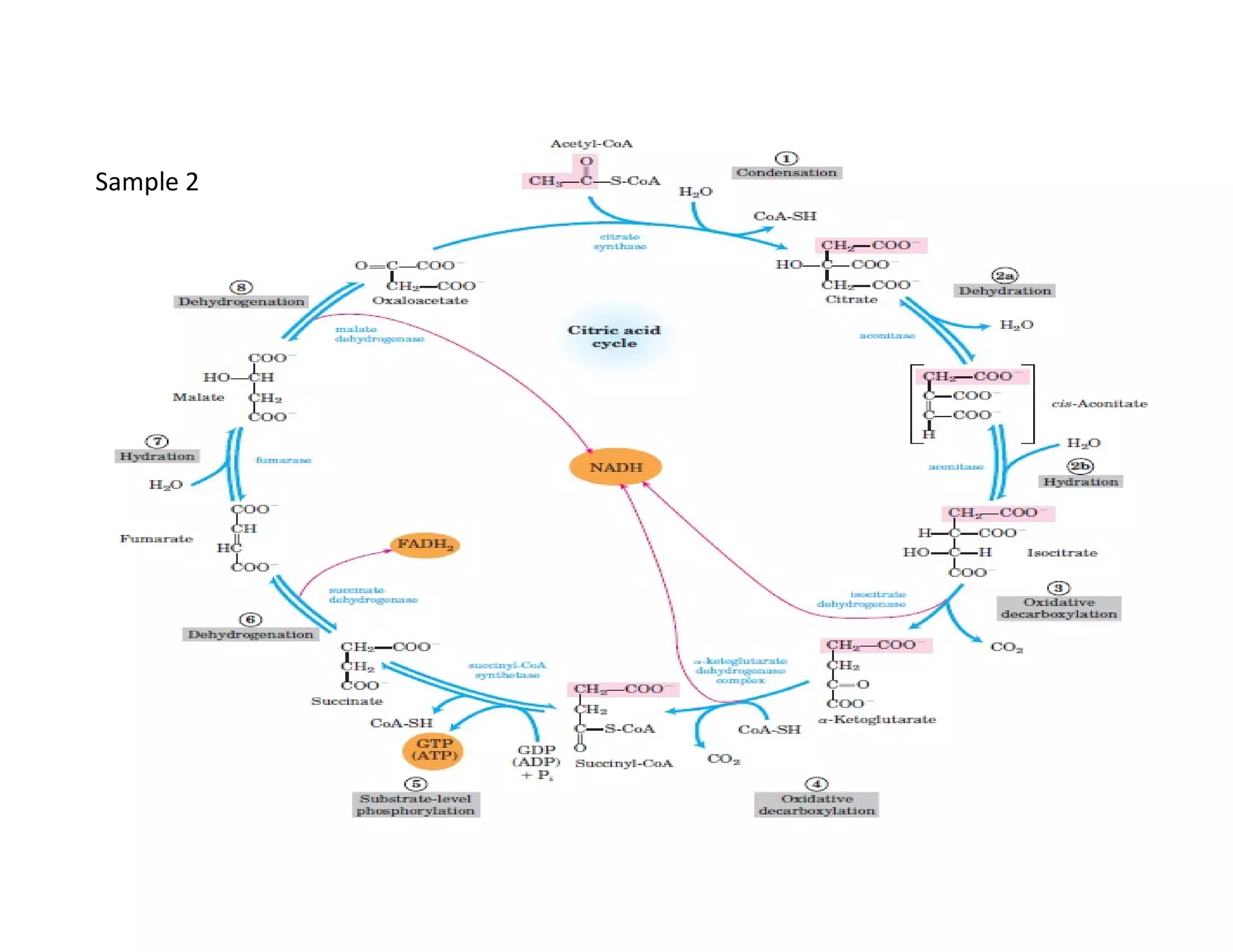 Citric Acid Cycle | Krebs Cycle | TCA cycle | PPT