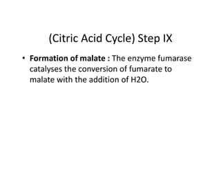 Citric Acid Cycle | Krebs Cycle | TCA cycle | PPT