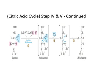 Citric Acid Cycle | Krebs Cycle | TCA cycle | PPT