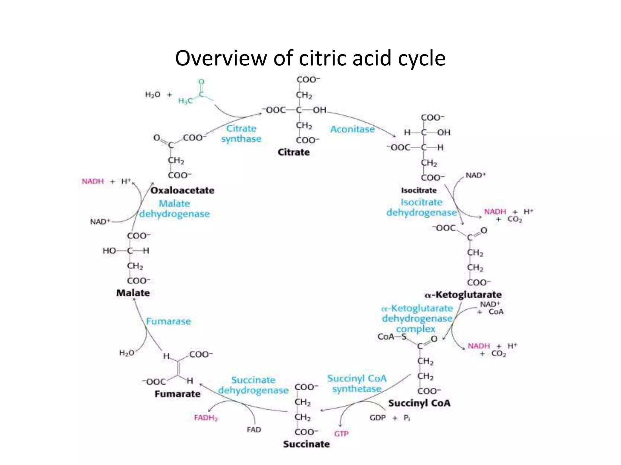 Citric acid cycle | PPT
