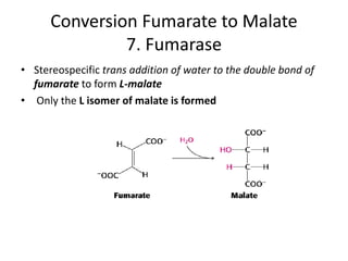 Citric acid cycle | PPT