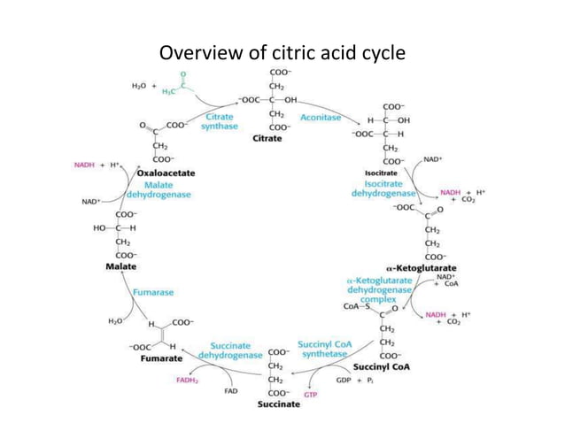 Citric acid cycle | PPT