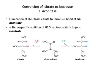 Citric acid cycle | PPT