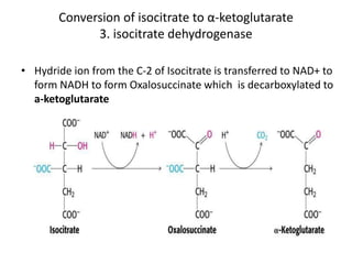 Citric acid cycle | PPT