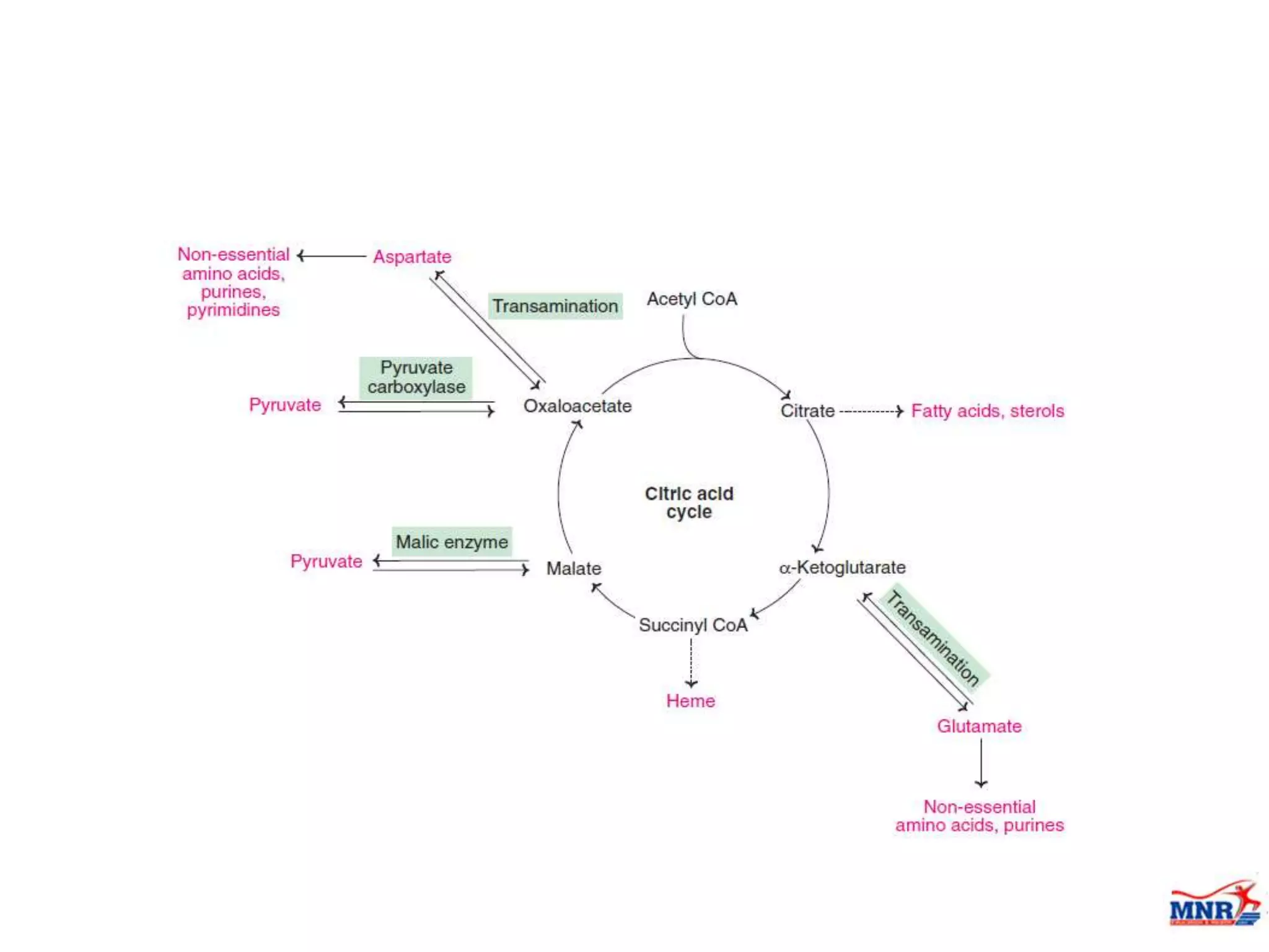 Citric acid cycle (TCA cycle) by Dr. Anurag Yadav | PPTX