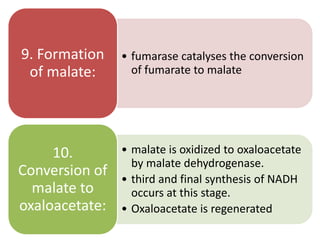 Citric acid cycle (TCA cycle) by Dr. Anurag Yadav | PPTX