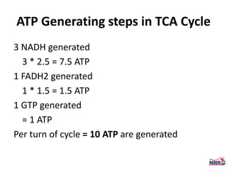 Citric acid cycle (TCA cycle) by Dr. Anurag Yadav | PPTX
