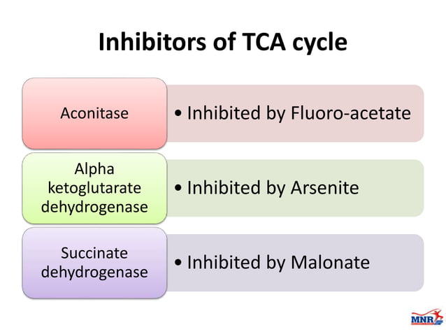 Citric acid cycle (TCA cycle) by Dr. Anurag Yadav | PPTX