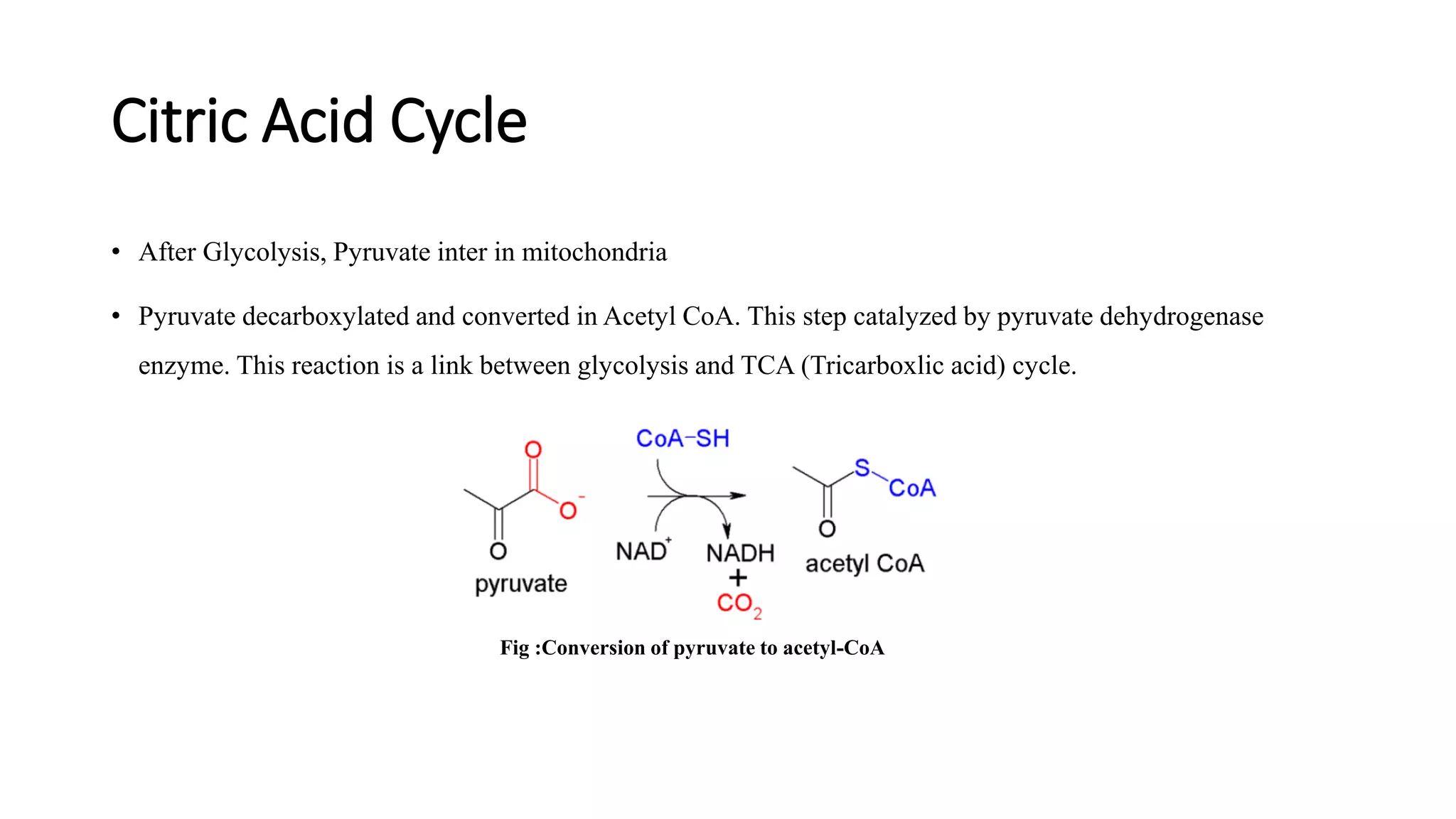 Citric acid cycle | PDF