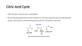 Citric acid cycle | PDF